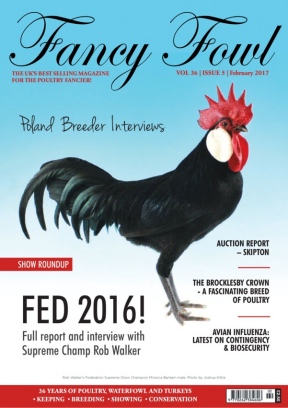A Visit To The Dutch Poultry Museum In Barneveld