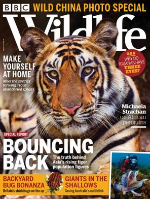 Bringing Back The Tiger - Read this story on Magzter.com