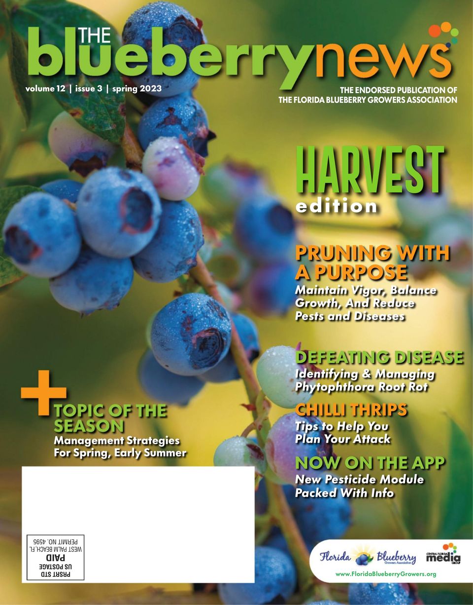 The Blueberry News Magazine - Get your Digital Subscription