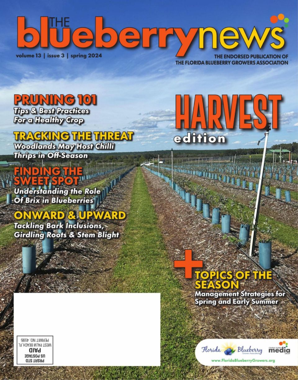 The Blueberry News Magazine - Get your Digital Subscription