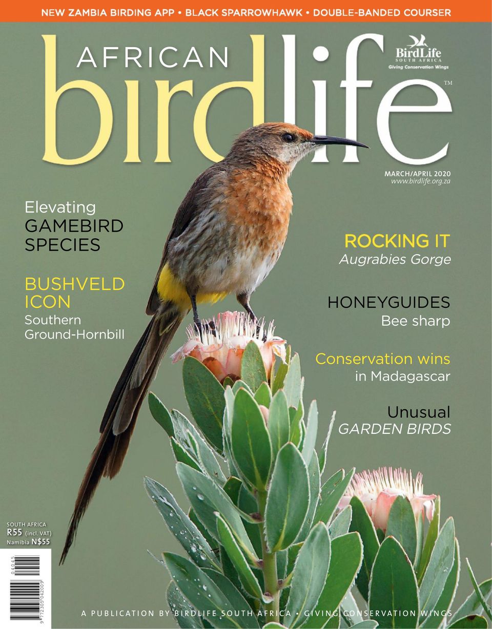 African Birdlife-March - April 2020 Magazine - Get your Digital ...
