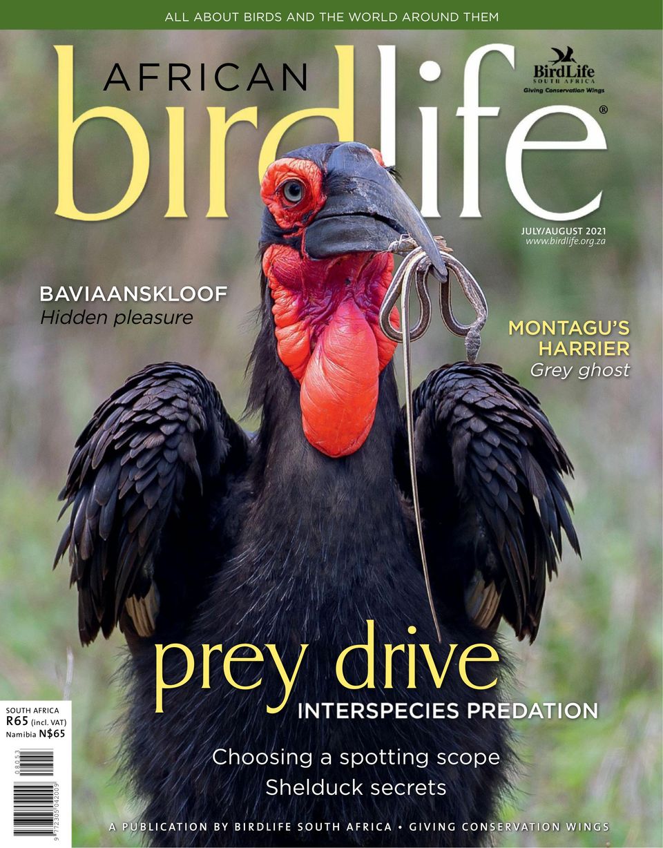 Get digital access to African Birdlife - July/August 2021 issue ...